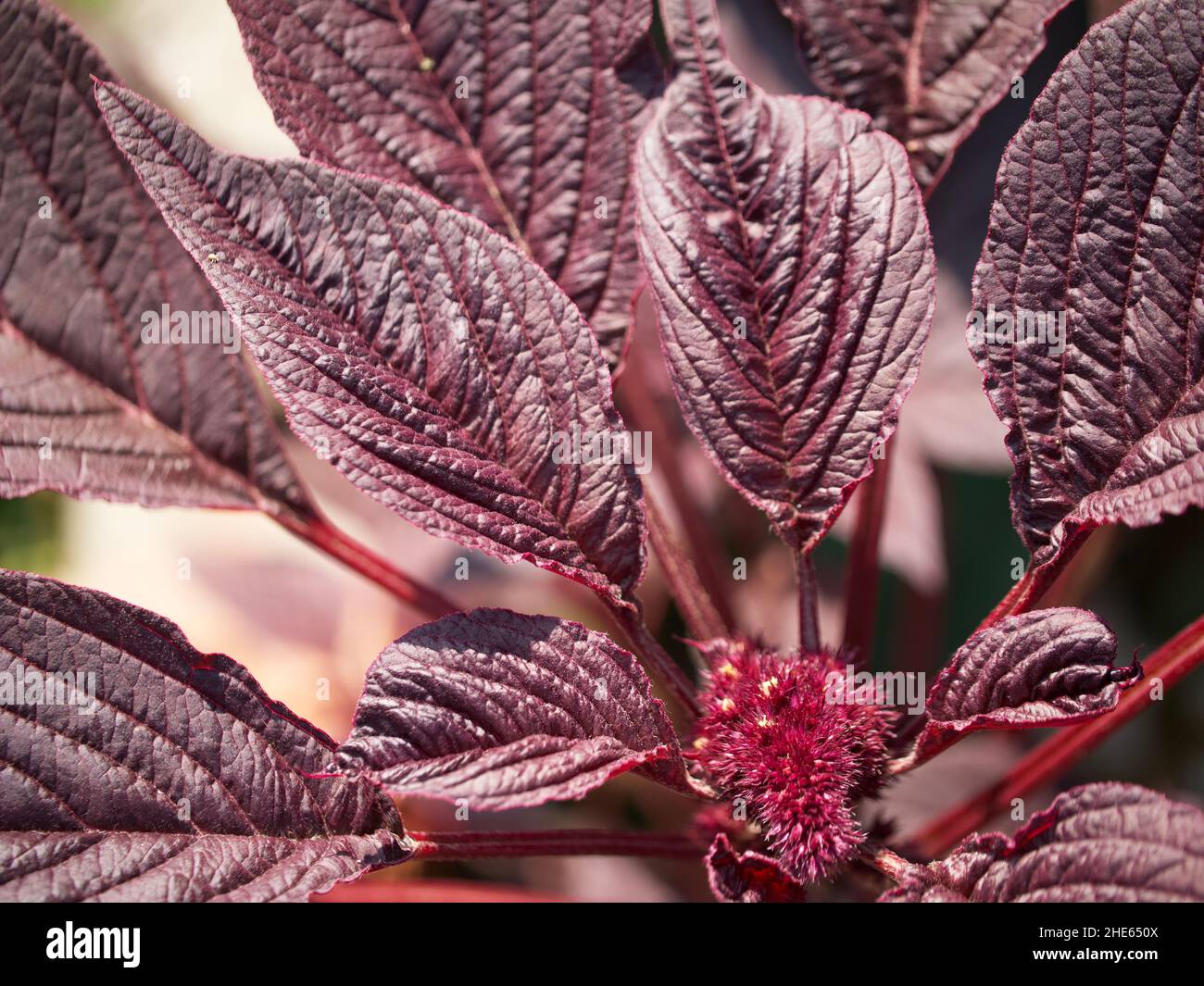 Amaranth flower and leaves, close-up. Amaranth any plant of the genus ...