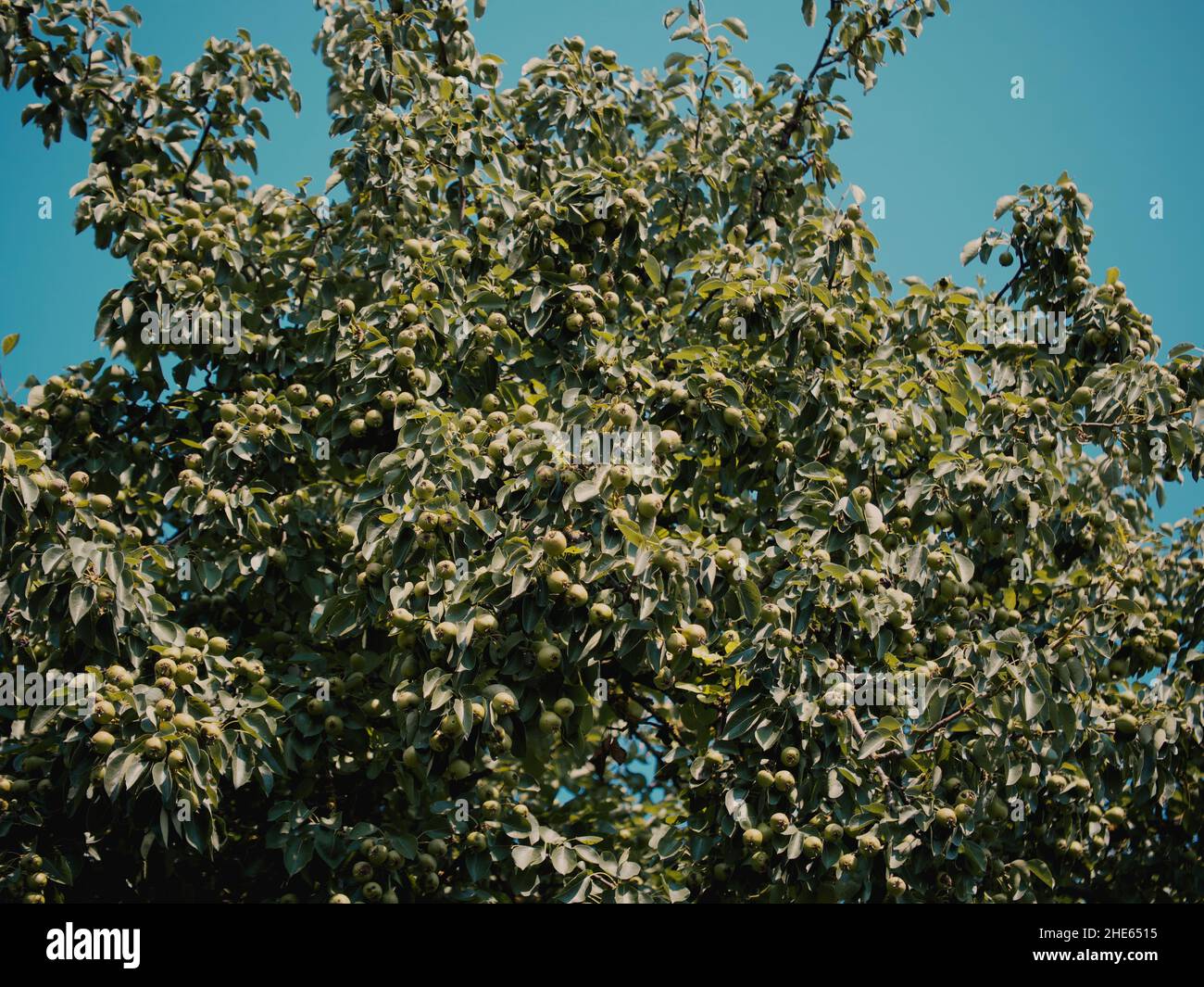 The crown of a pear tree against the blue sky. Many pears on the ...