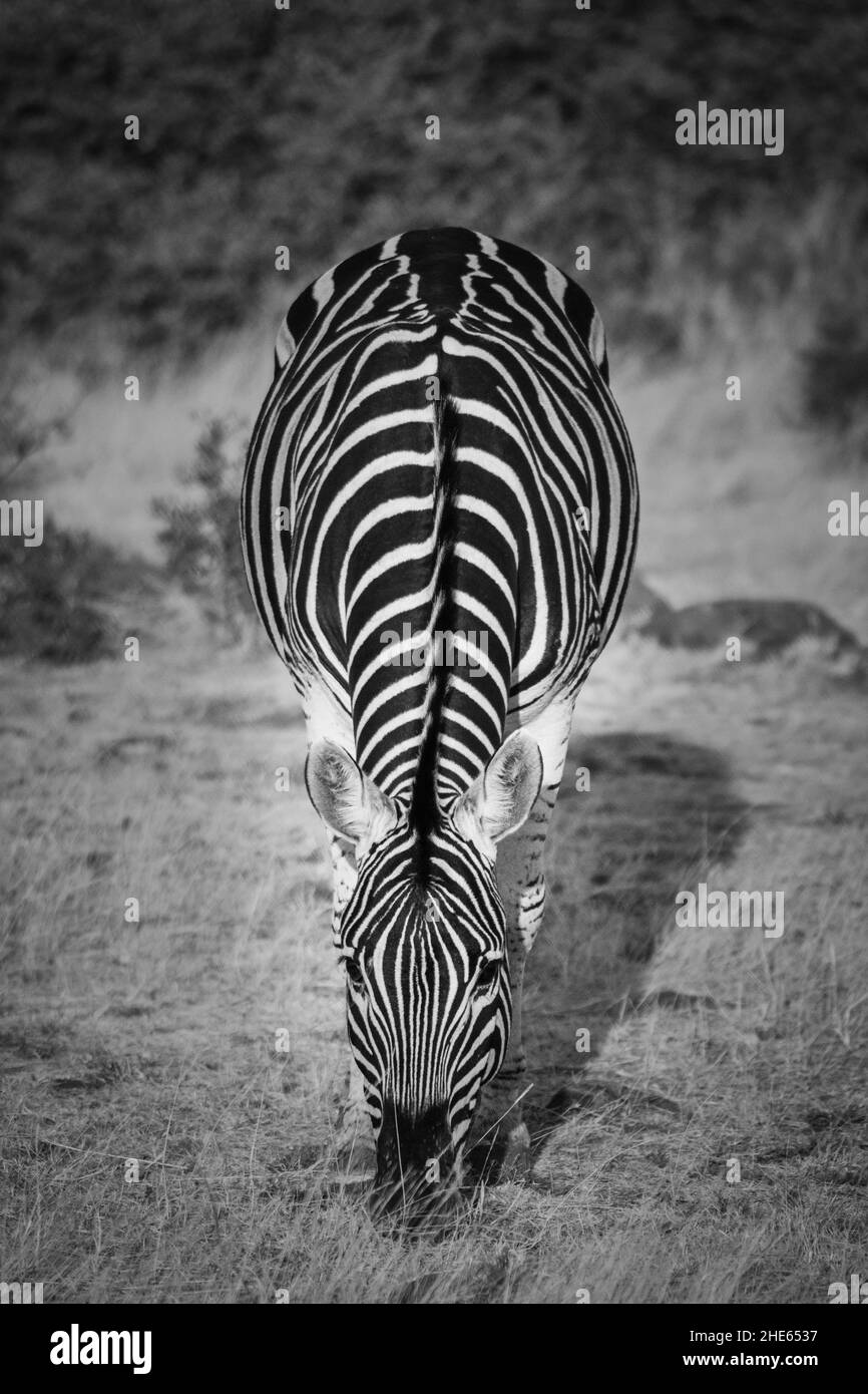 Vertical shot of a zebra walking in the forest in black and white Stock ...