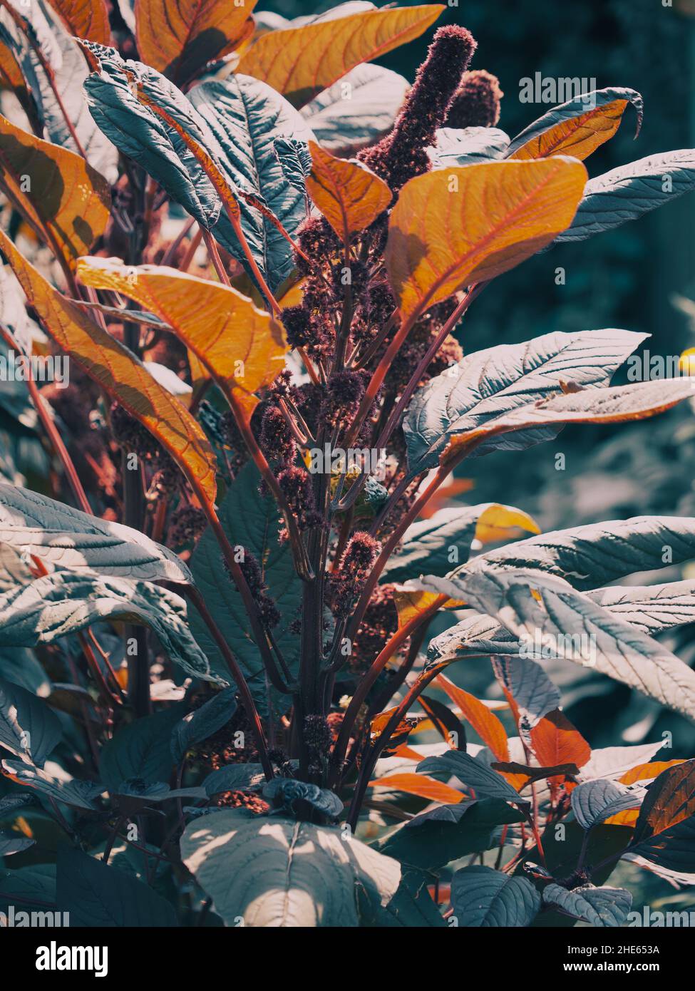 Blooming amaranth. Some amaranth species are cultivated as leaf ...