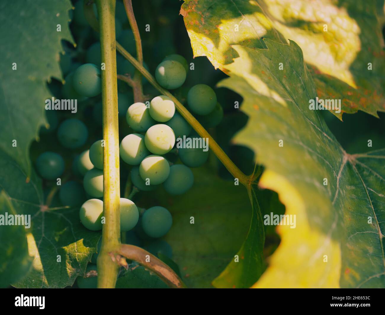 A bunch of unripe grapes, a close-up shot. Green grapes Stock Photo - Alamy