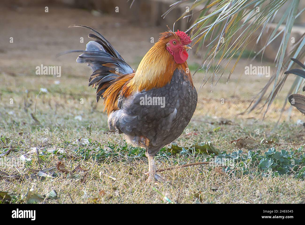 Beautiful rooster hi-res stock photography and images - Alamy