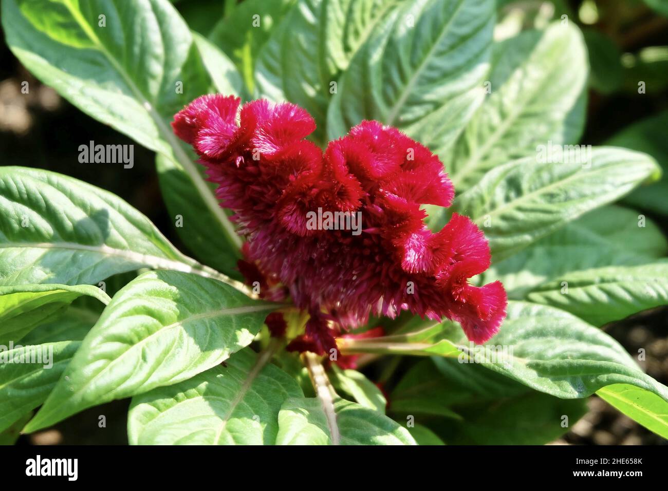Beautiful Red Cockscomb, Woolflowers or Celosia Cristata Flowers. A ...