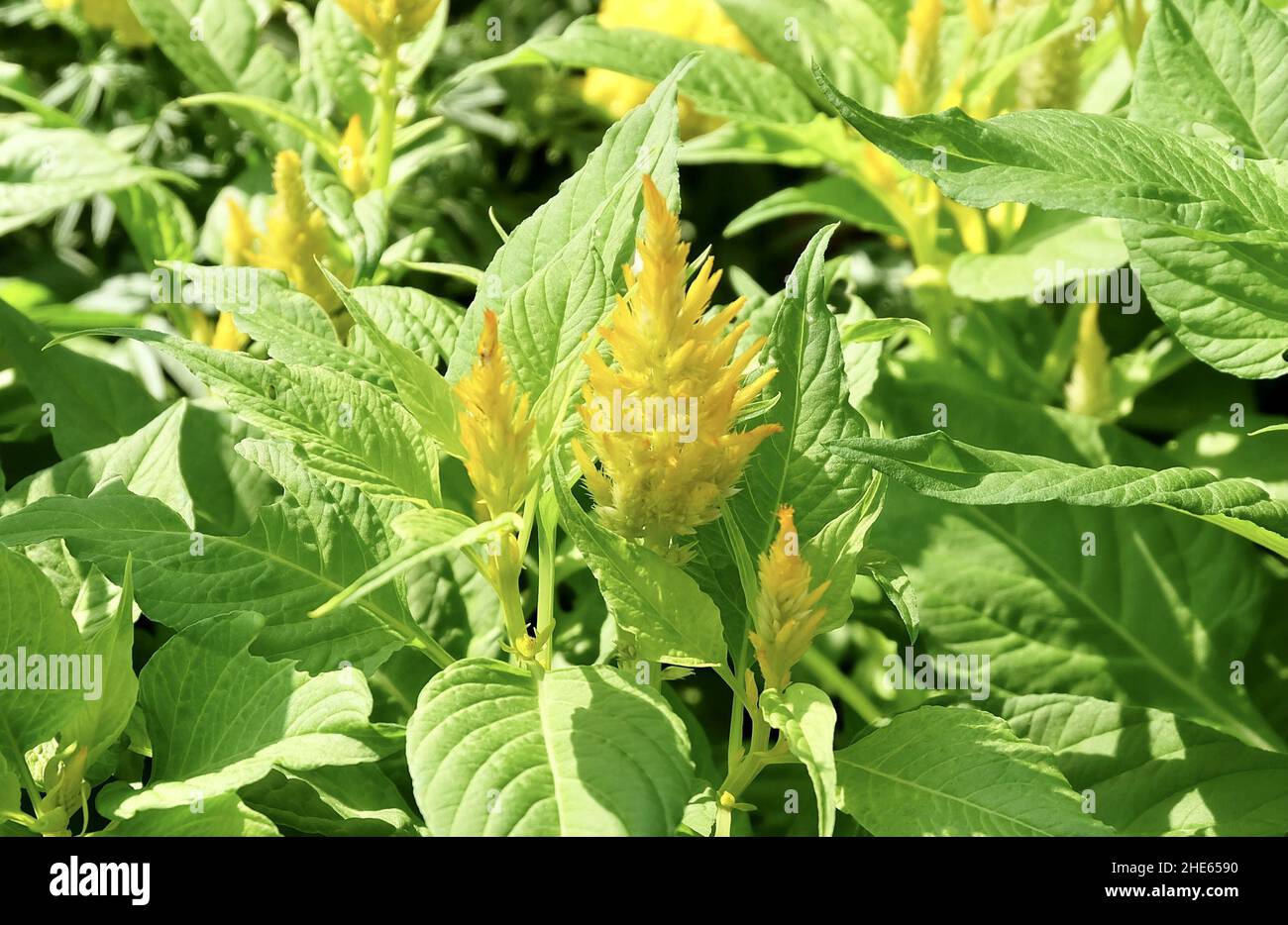 Beautiful Yellow Cockscomb, Woolflowers or Celosia Cristata Flowers. A ...