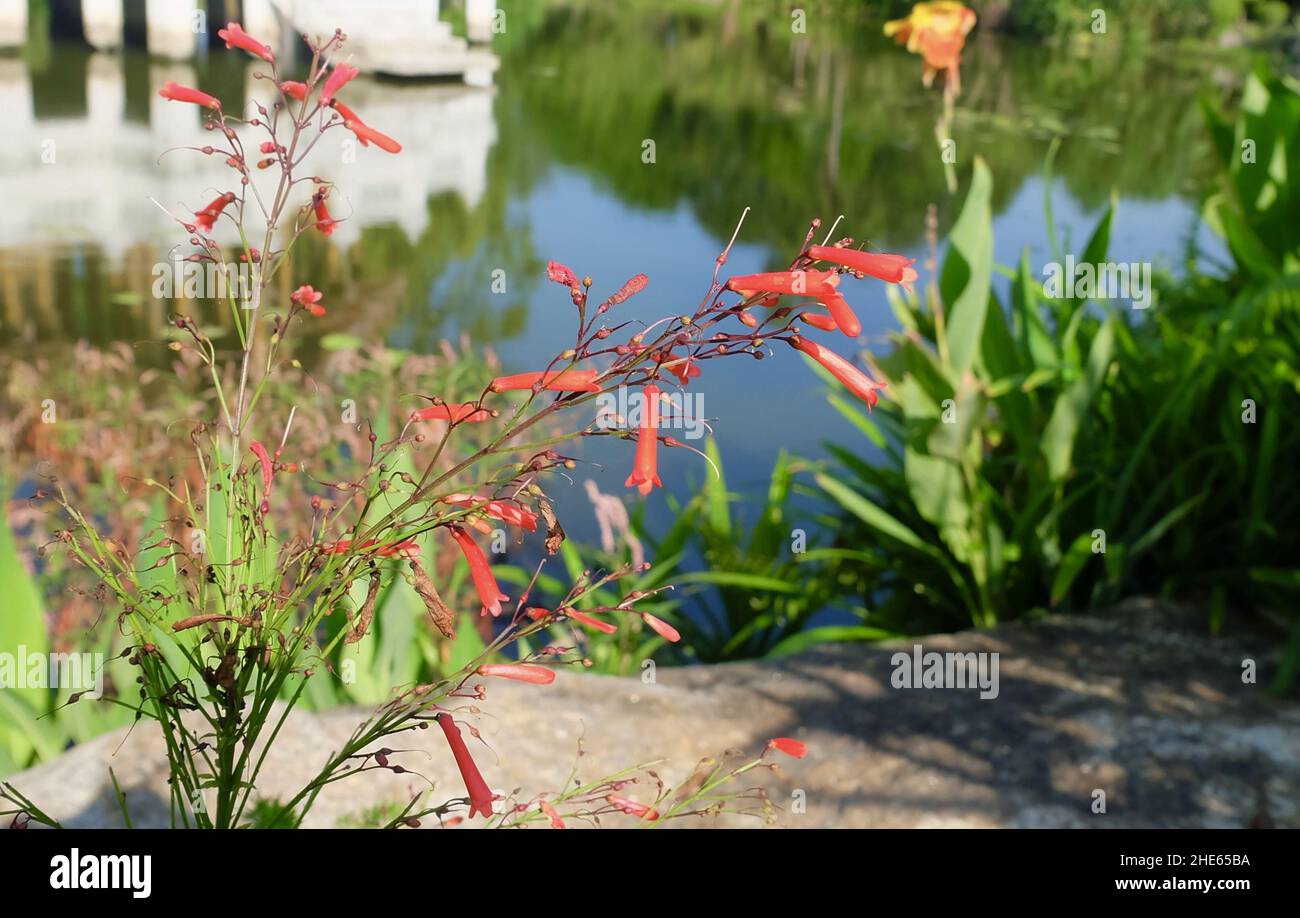 Beautiful Flower, Brunch of Red Firecracker Flowers or Russelia ...