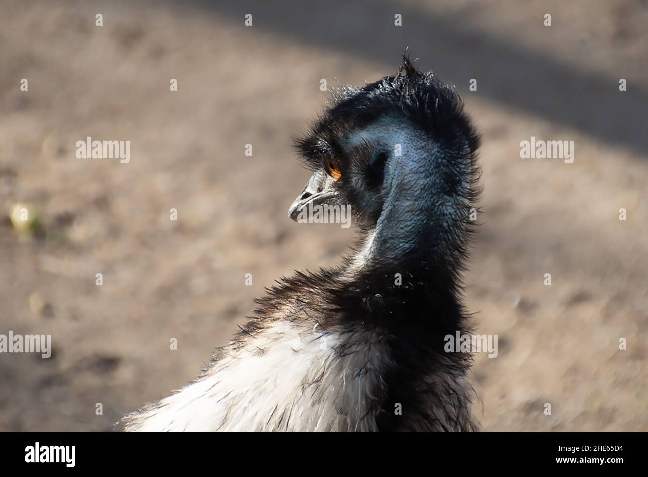 Back view of a cute emu looking away in nature on a sunny day Stock ...