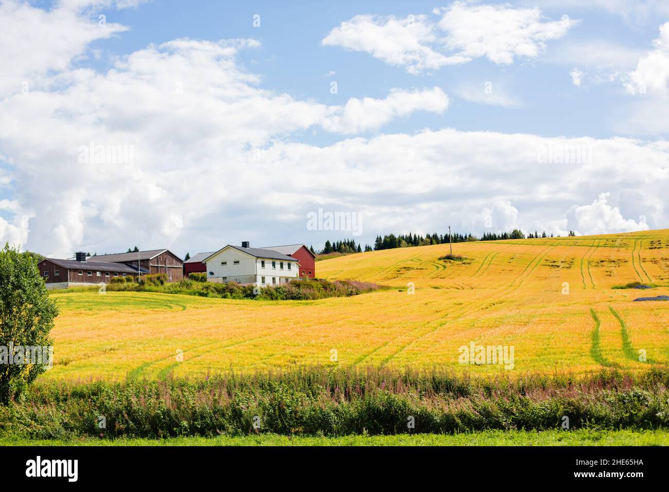 Beautiful landscape in Norway with fjords, trees and beautiful sky ...