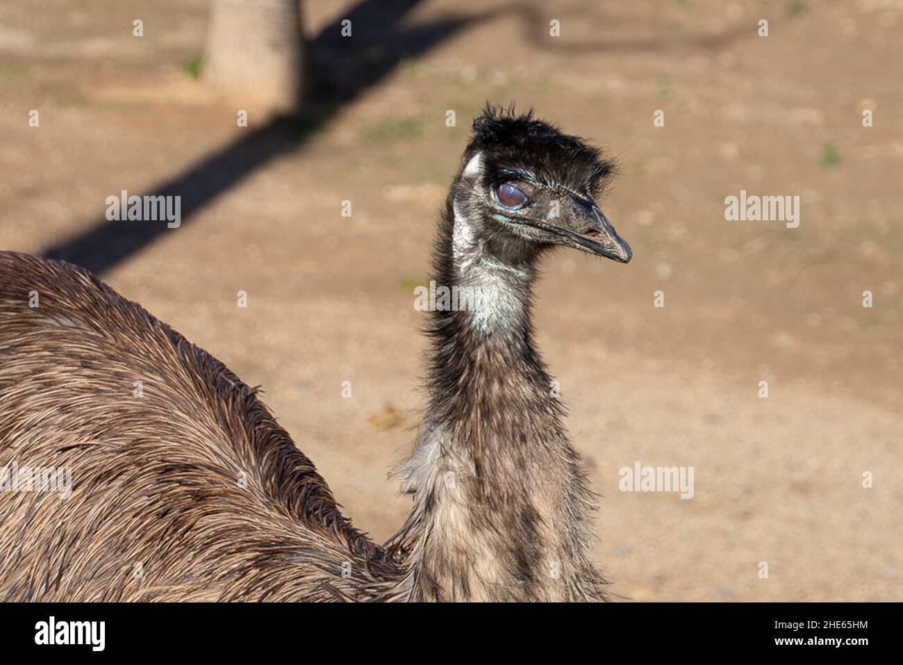 Emu in nature hi-res stock photography and images - Alamy