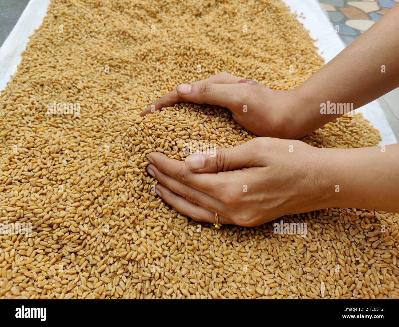 Stock photo of a women hand holding wheat grains or collecting wheat ...