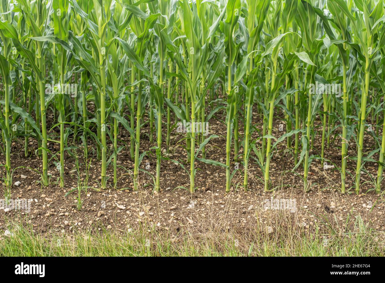 view into a corn field on stony soil in swabian alb Stock Photo - Alamy