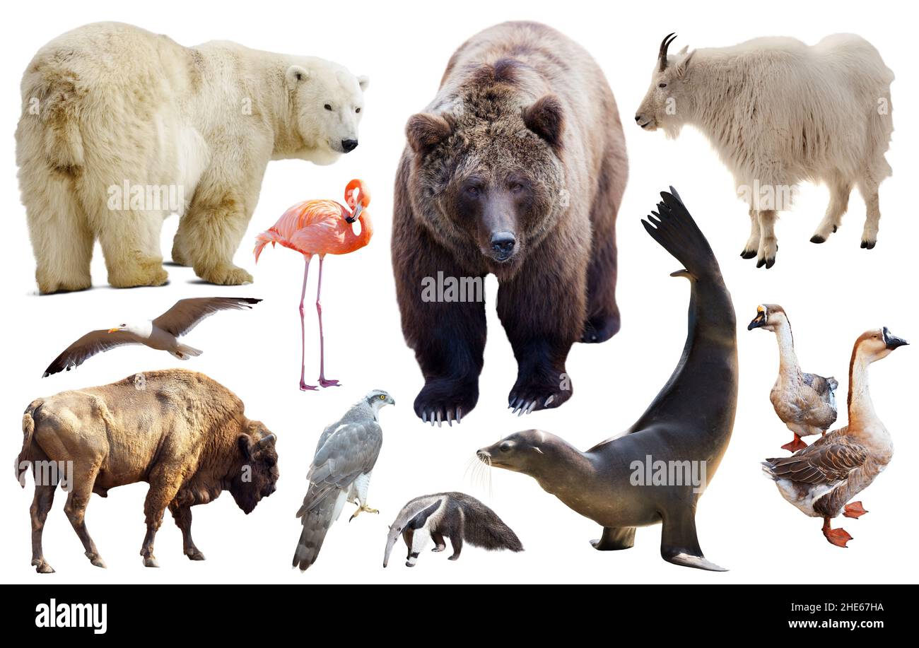 set of north american animals isolated Stock Photo - Alamy