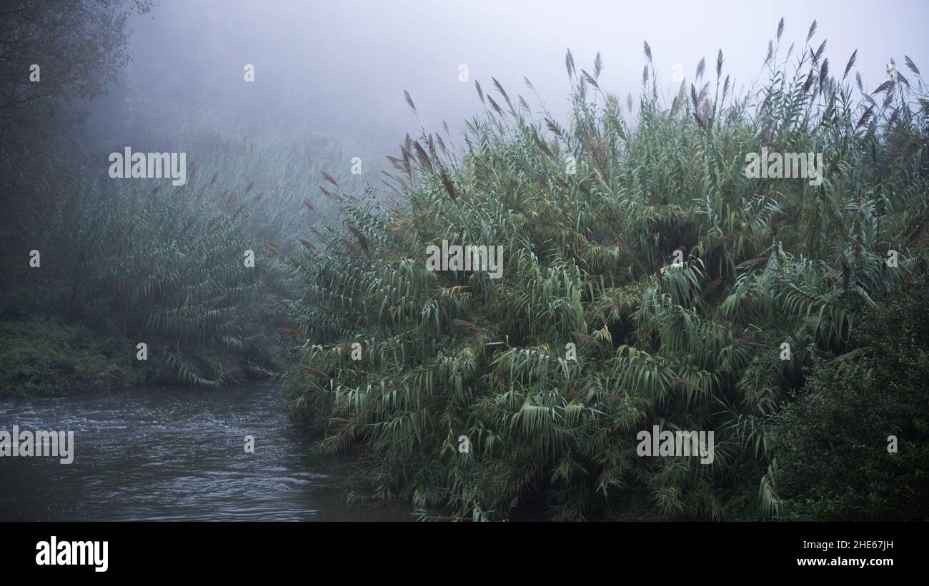 Giant reeds on river banks during fog Stock Photo - Alamy