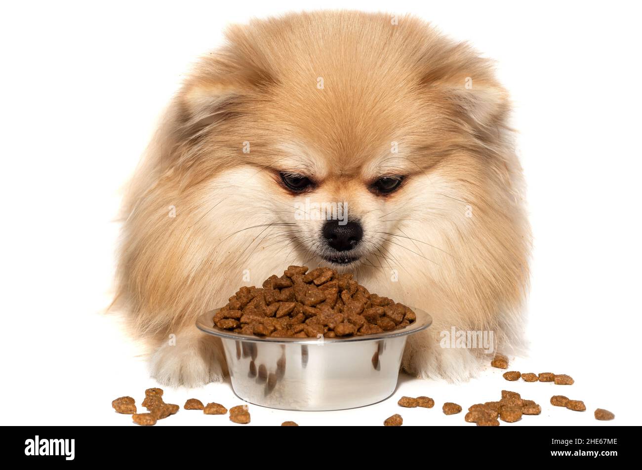 Pomeranian spitz isolate. The dog eats dry food from a bowl. Dog food ...