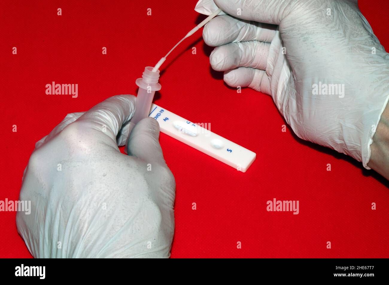 Covid-19 rapid test, rubber-gloved hands insert the specimen collection ...