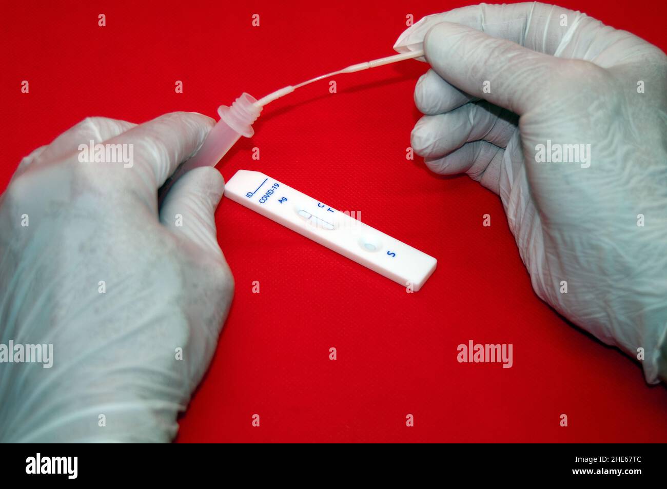 Covid-19 rapid test, rubber-gloved hands insert the specimen collection ...