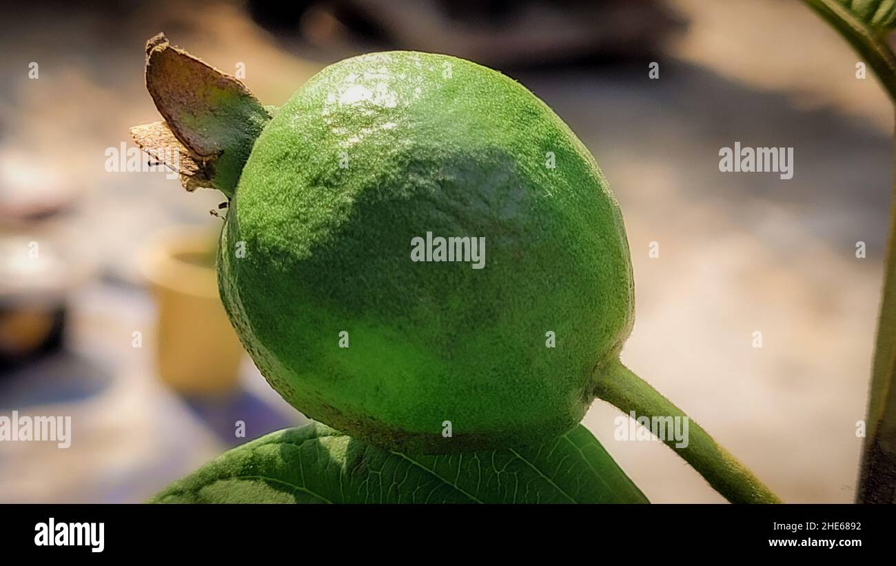 Unripe guava hi-res stock photography and images - Alamy