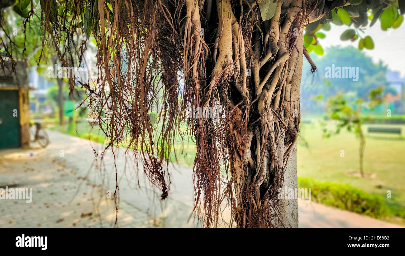 Banyan tree stem hi-res stock photography and images - Alamy