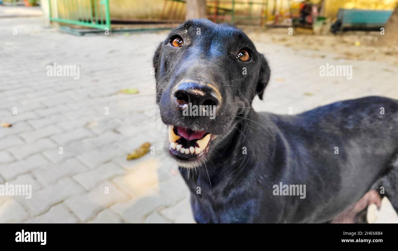 Homeless stray dogs on street hi-res stock photography and images - Alamy