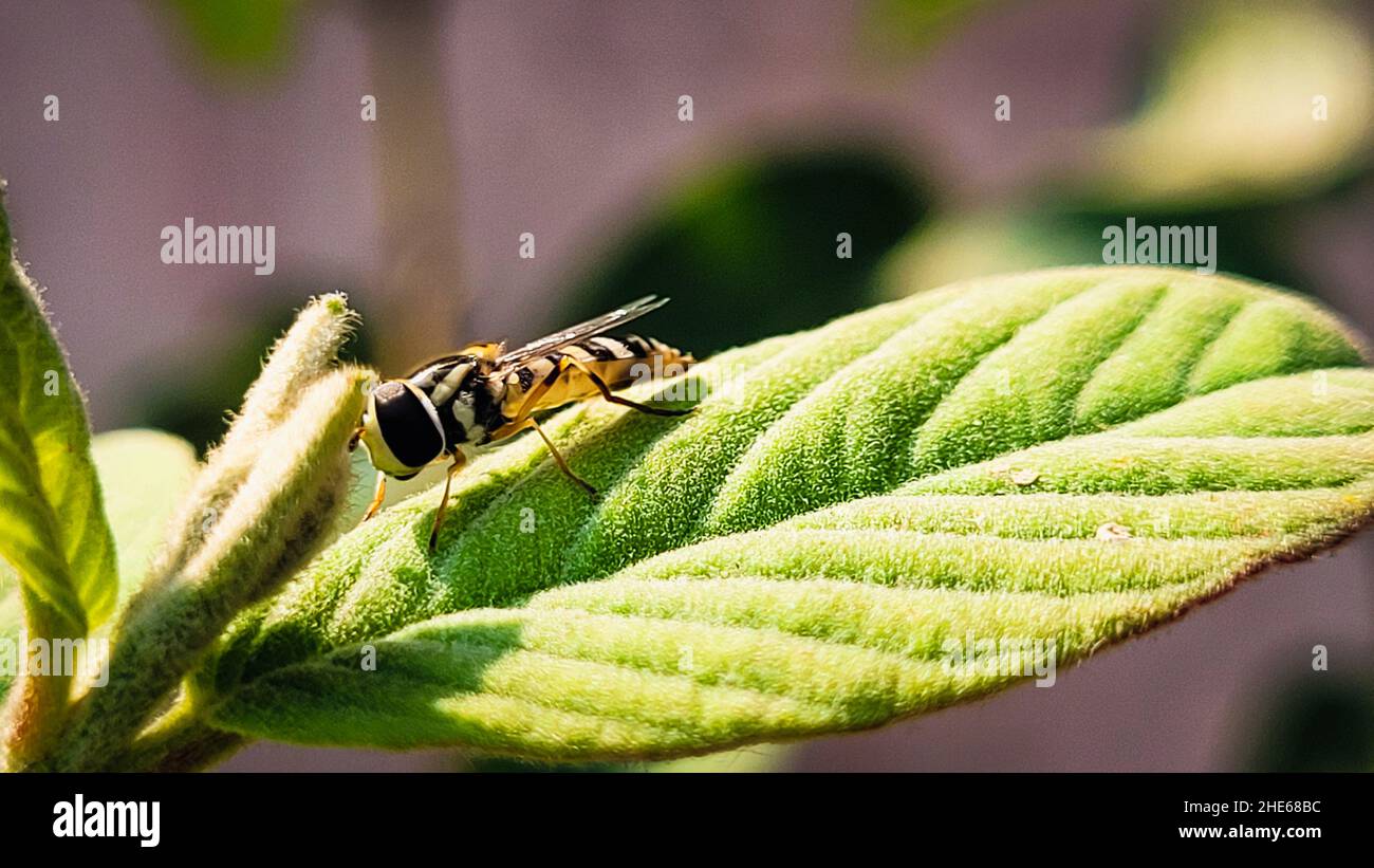 Honey bee resting on a leaf Stock Photo - Alamy