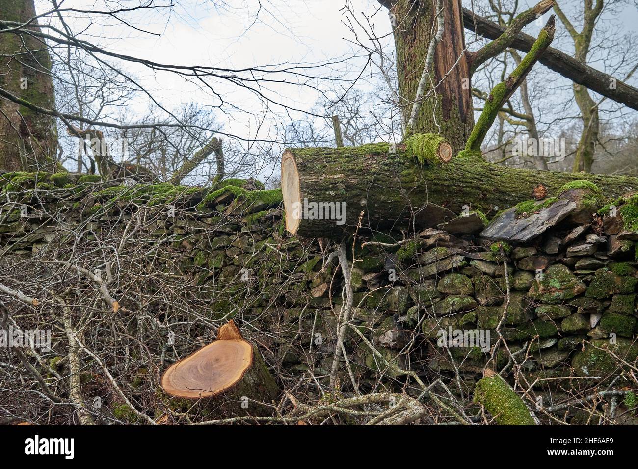 Fallen tree trunk across a drystone wall that has been sawn ready for ...