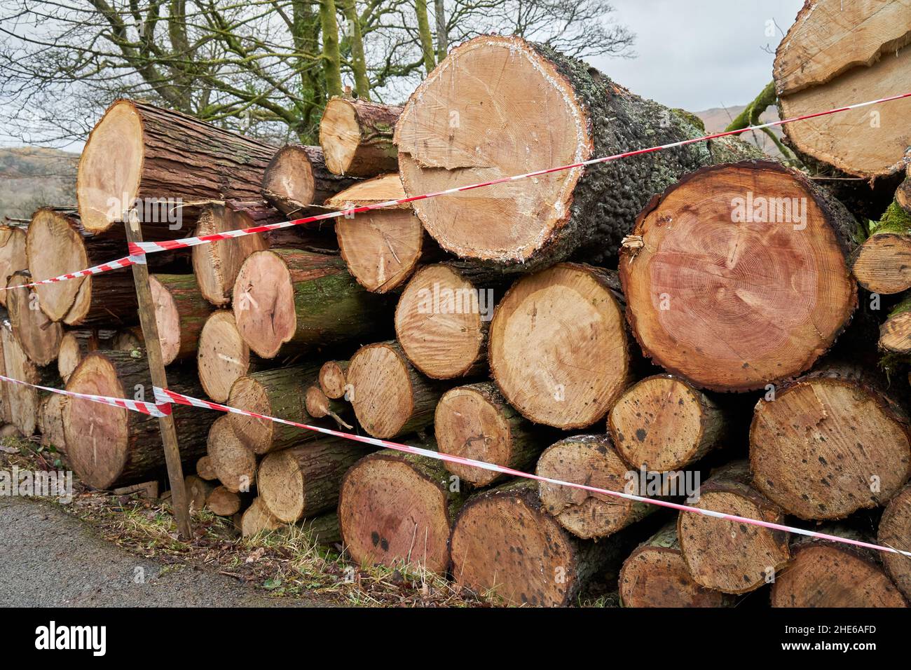Wind blown timber hi-res stock photography and images - Alamy