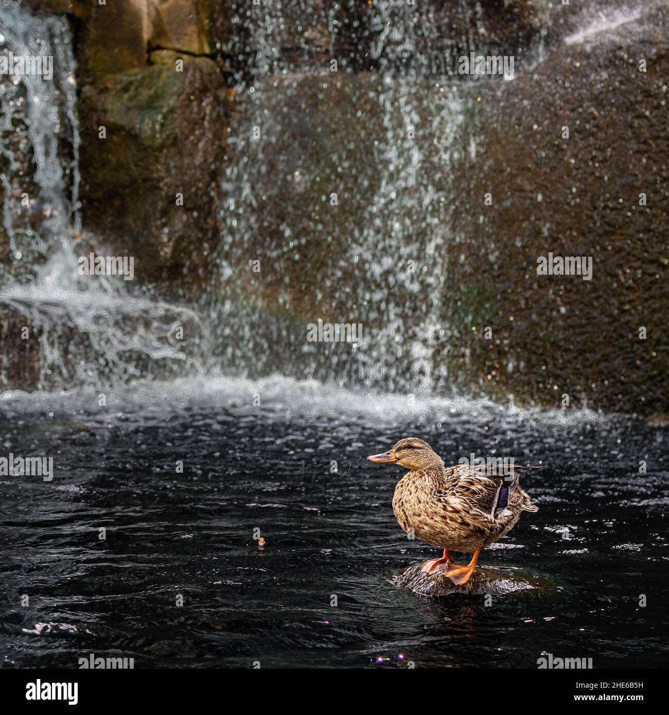 Natural view of female mallard duck on a rock with waterfalls ...