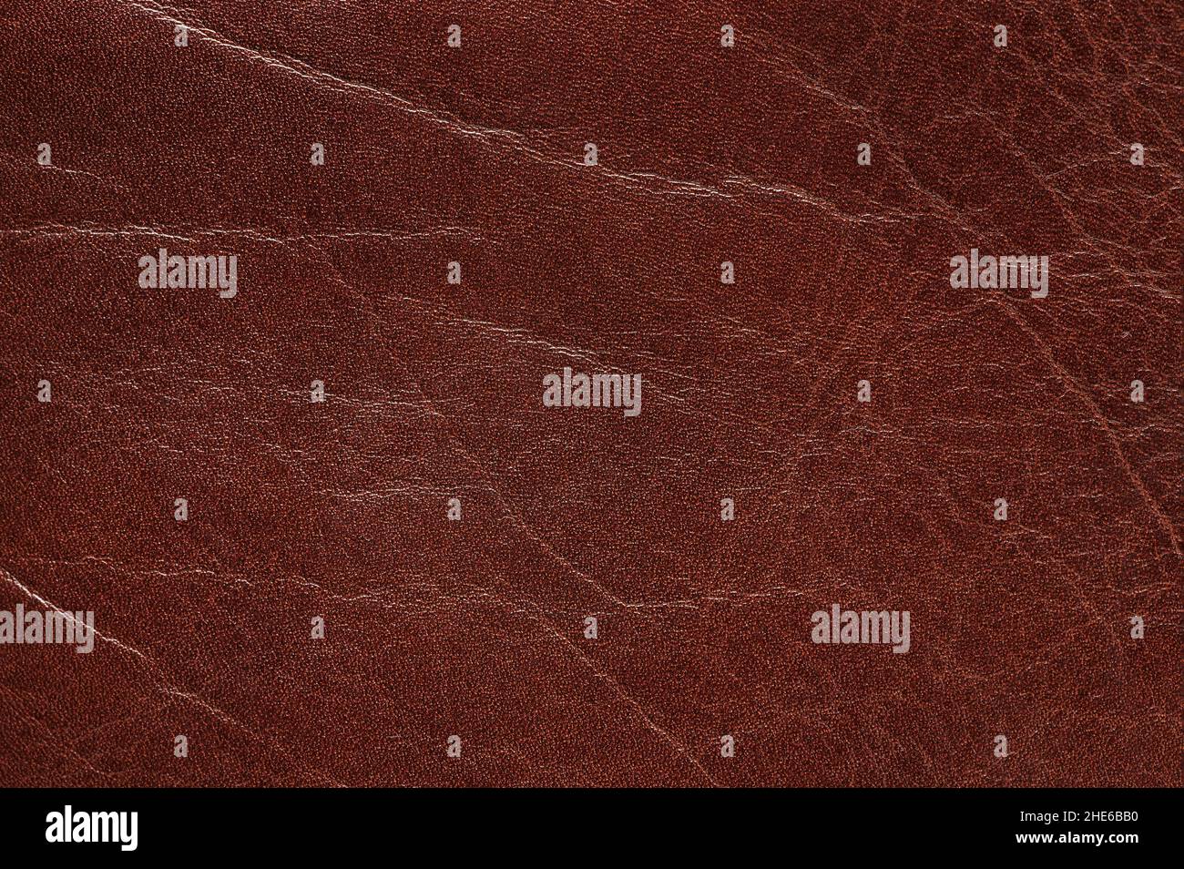 Rough skin texture hi-res stock photography and images - Alamy