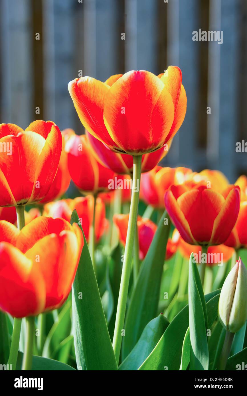 Tulip flower hi-res stock photography and images - Alamy