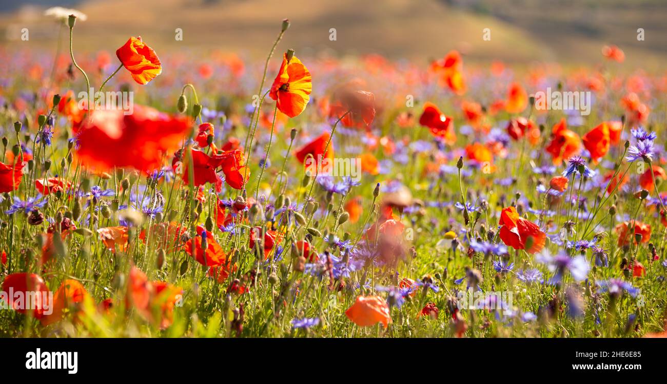 Beautiful bright wild flowers in summer meadow Stock Photo - Alamy