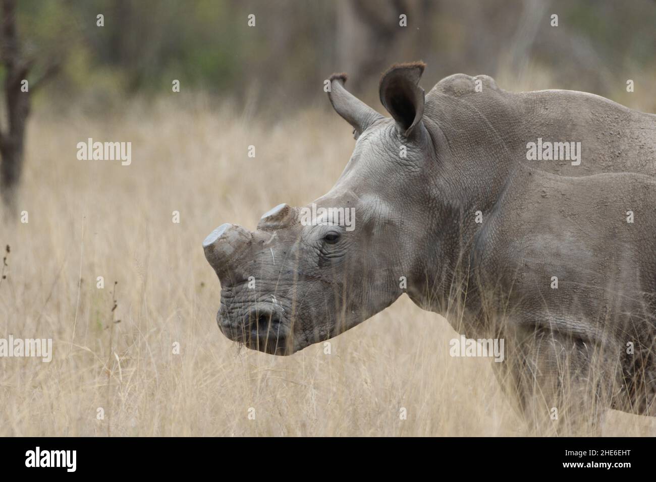 Rhino cut horn hi-res stock photography and images - Alamy
