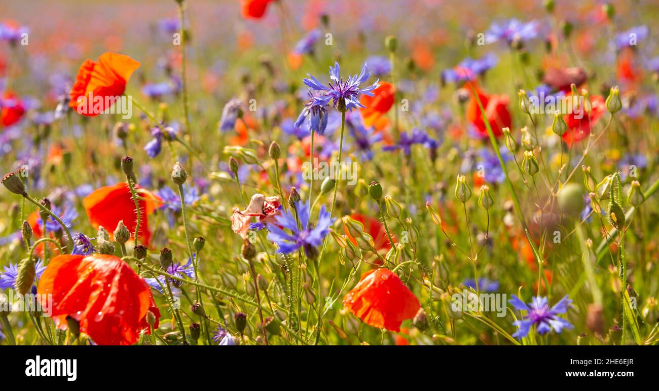 Beautiful bright wild flowers in summer meadow Stock Photo - Alamy