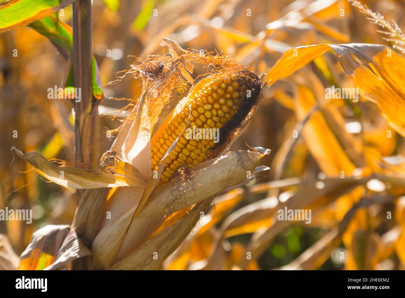 Parched corn hi-res stock photography and images - Alamy