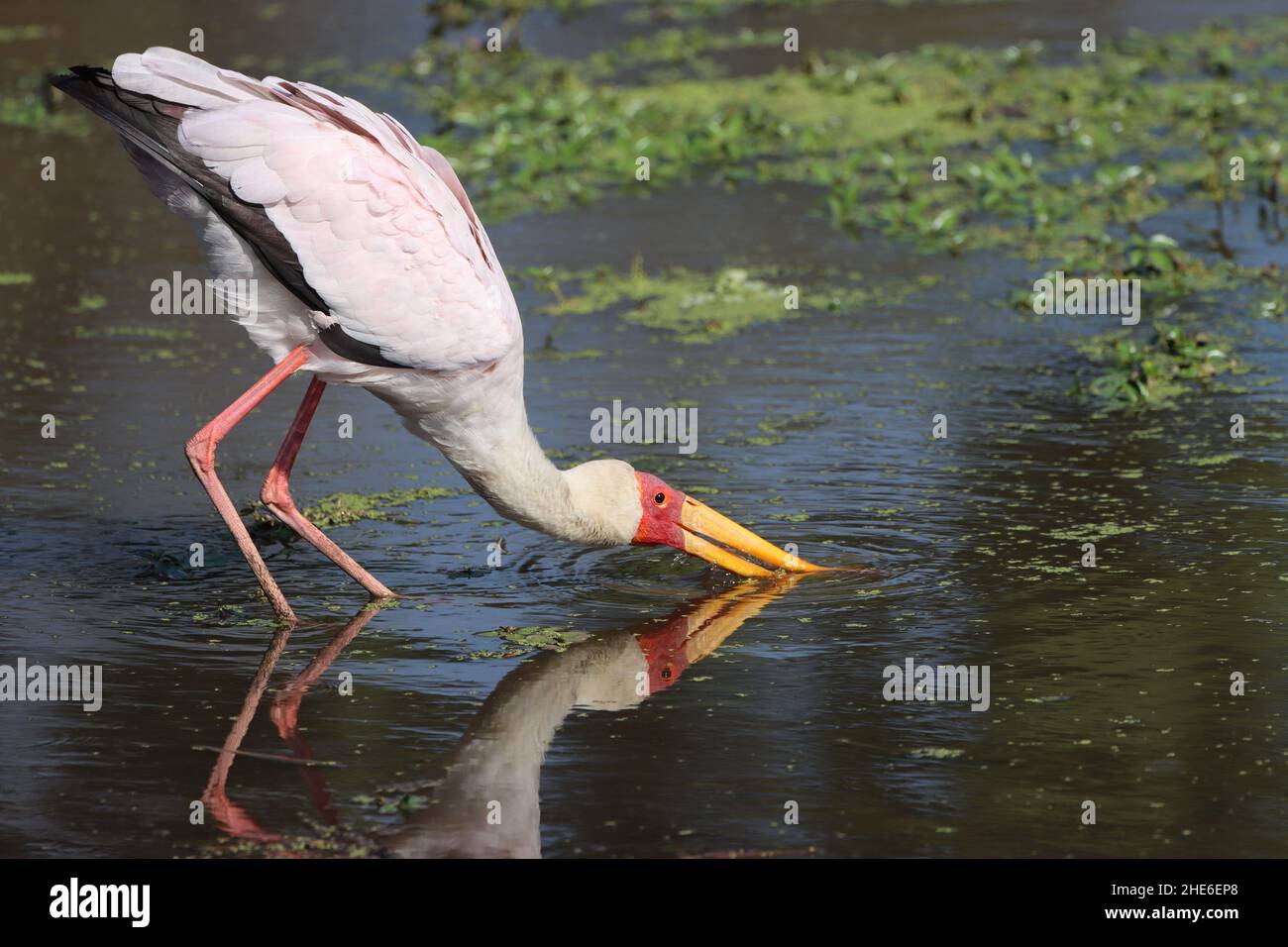 yellow billed stork Stock Photo - Alamy