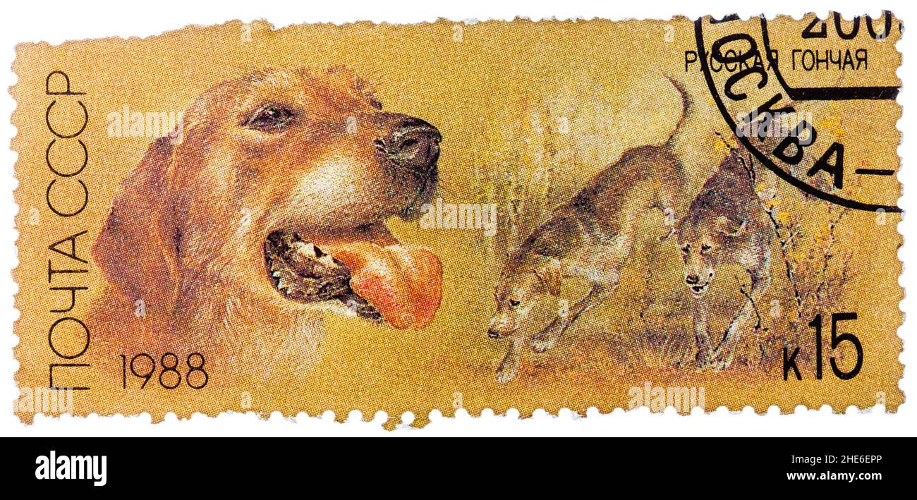 Stamp printed in USSR, shows Russian retrievers, series Hunting dogs ...
