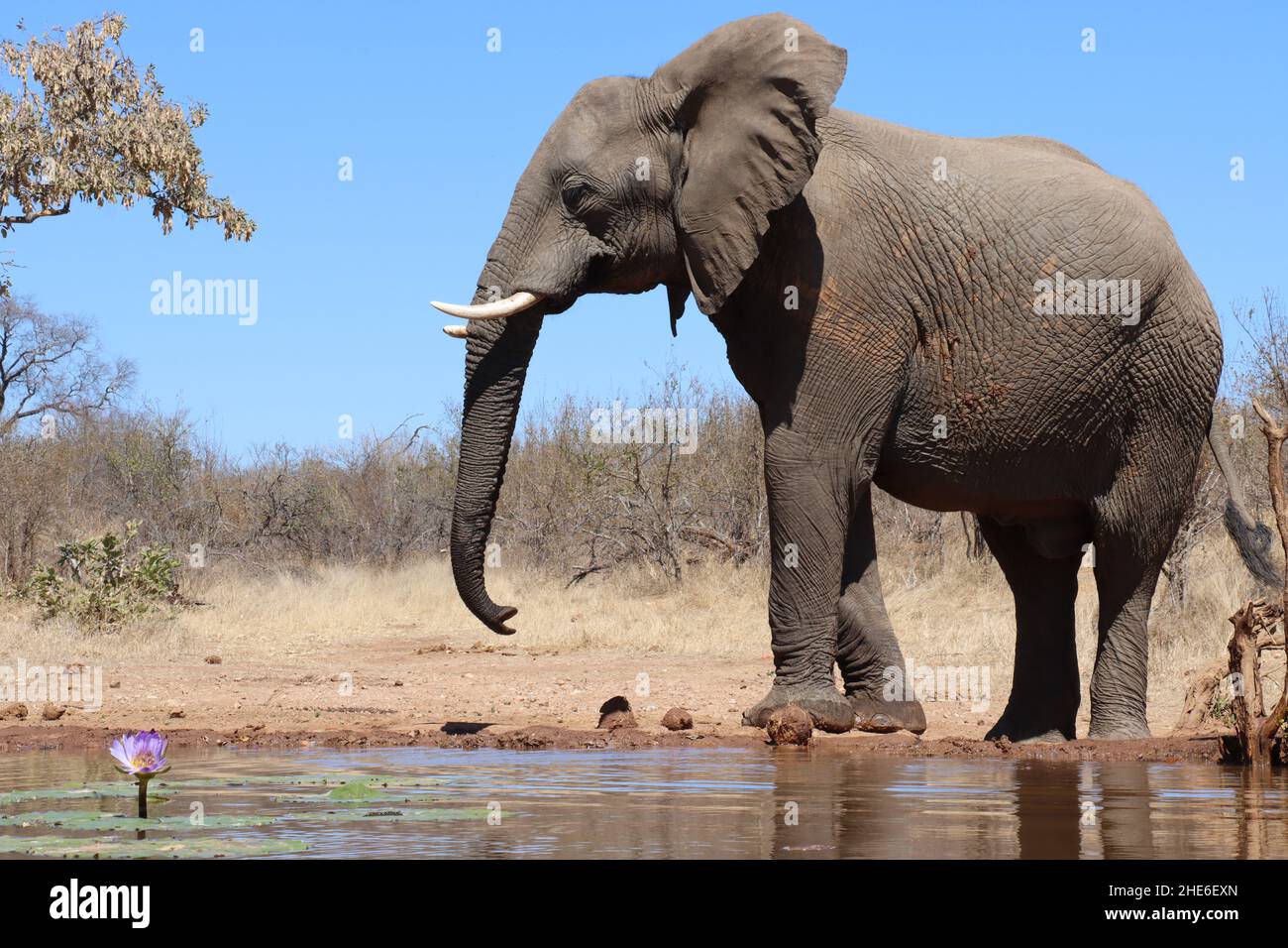 Sole of an elephant foot hi-res stock photography and images - Alamy