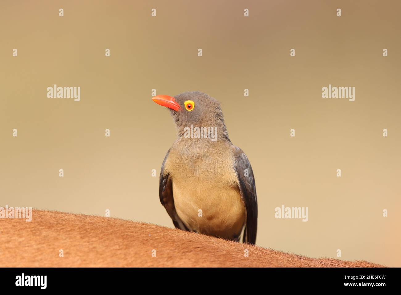 Oxpecker birds hi-res stock photography and images - Alamy