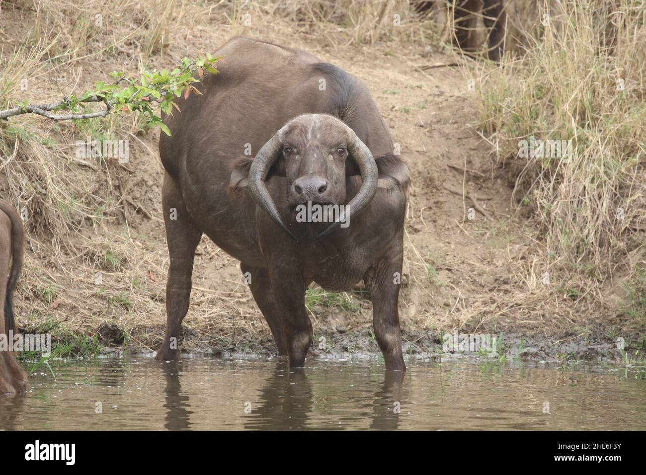 Real Deformed Animals