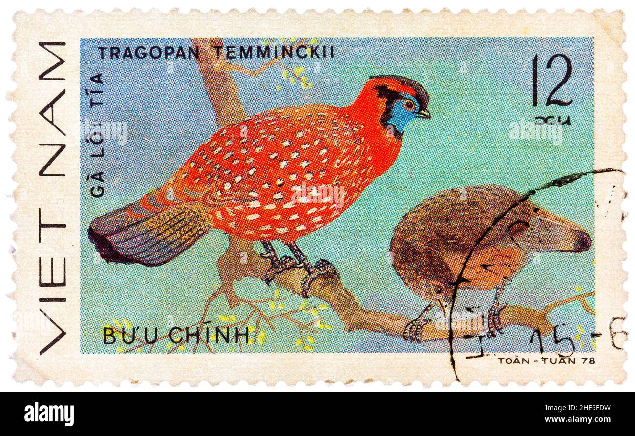 Temmincks tragopan tragopan temminckii Cut Out Stock Images & Pictures ...