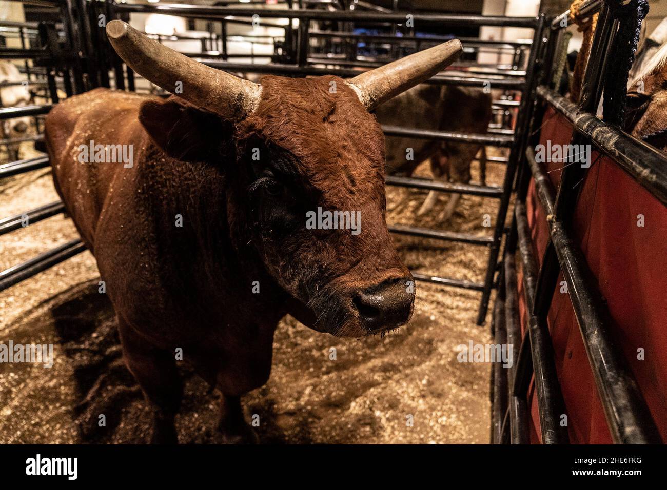 A bull in a small cage waiting for PBR Unleash The Beast at Madison ...