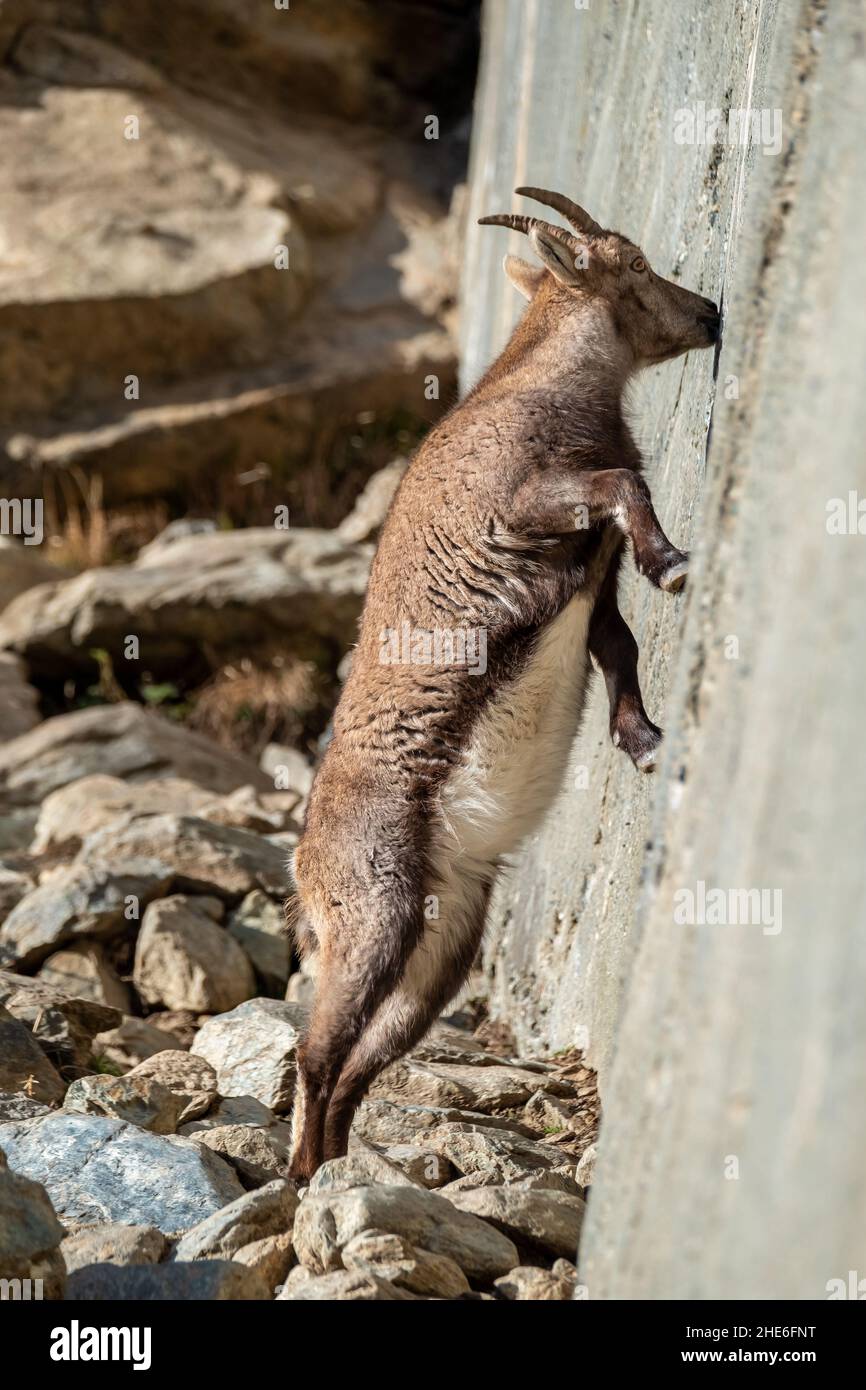 Alpine Ibex On Dam Wall