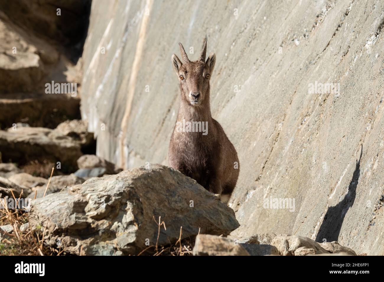 Female alpine ibex climbing hi-res stock photography and images - Alamy