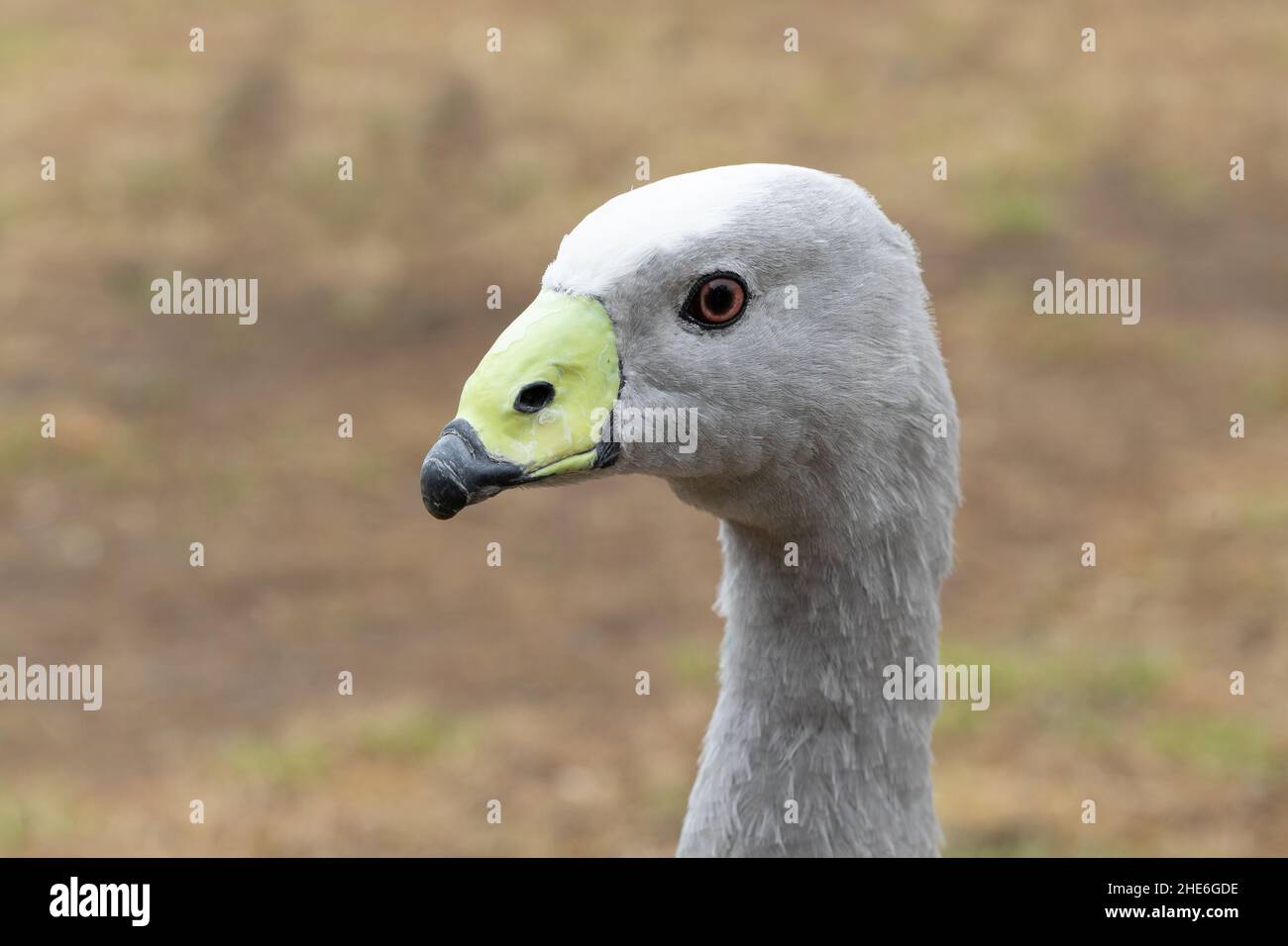An australian Cape Barren Goose (cereopsis novaehollandiae) standing on ...