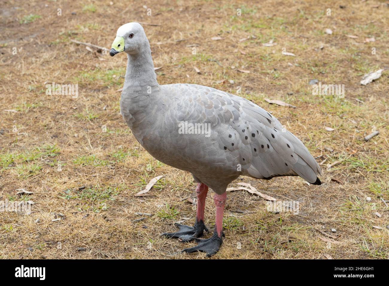 An australian Cape Barren Goose (cereopsis novaehollandiae) standing on ...