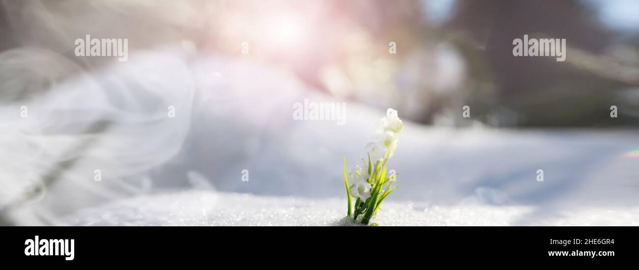 The first spring flower. Snowdrop in the forest. Spring sunny day in ...