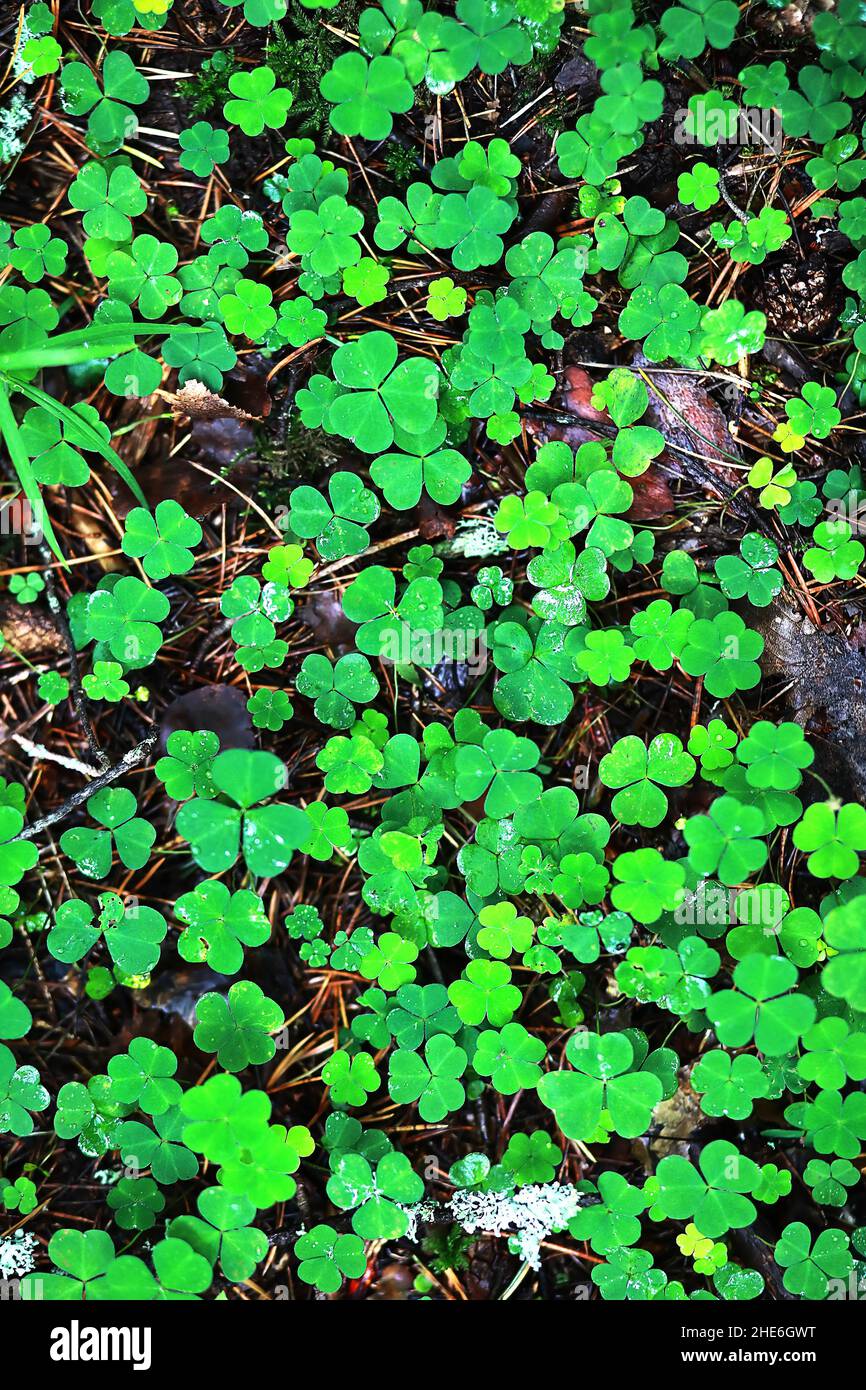 Background from plant clover four leaf. Irish traditional symbol. St ...