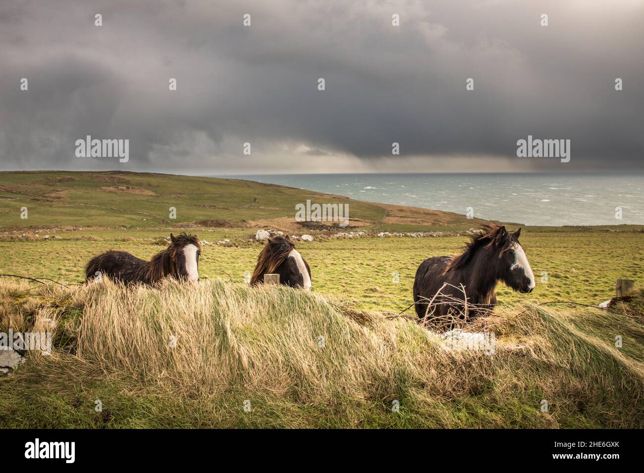 Mizen, Cork, Ireland. 08th Jan, 2022. Three ponies looking over a ditch ...