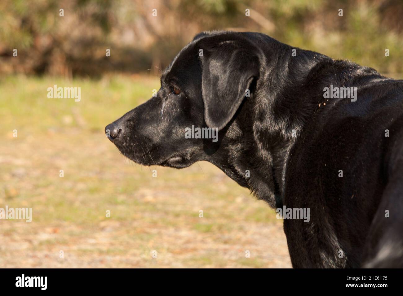 A black labrador retriever posing, from the side Stock Photo - Alamy