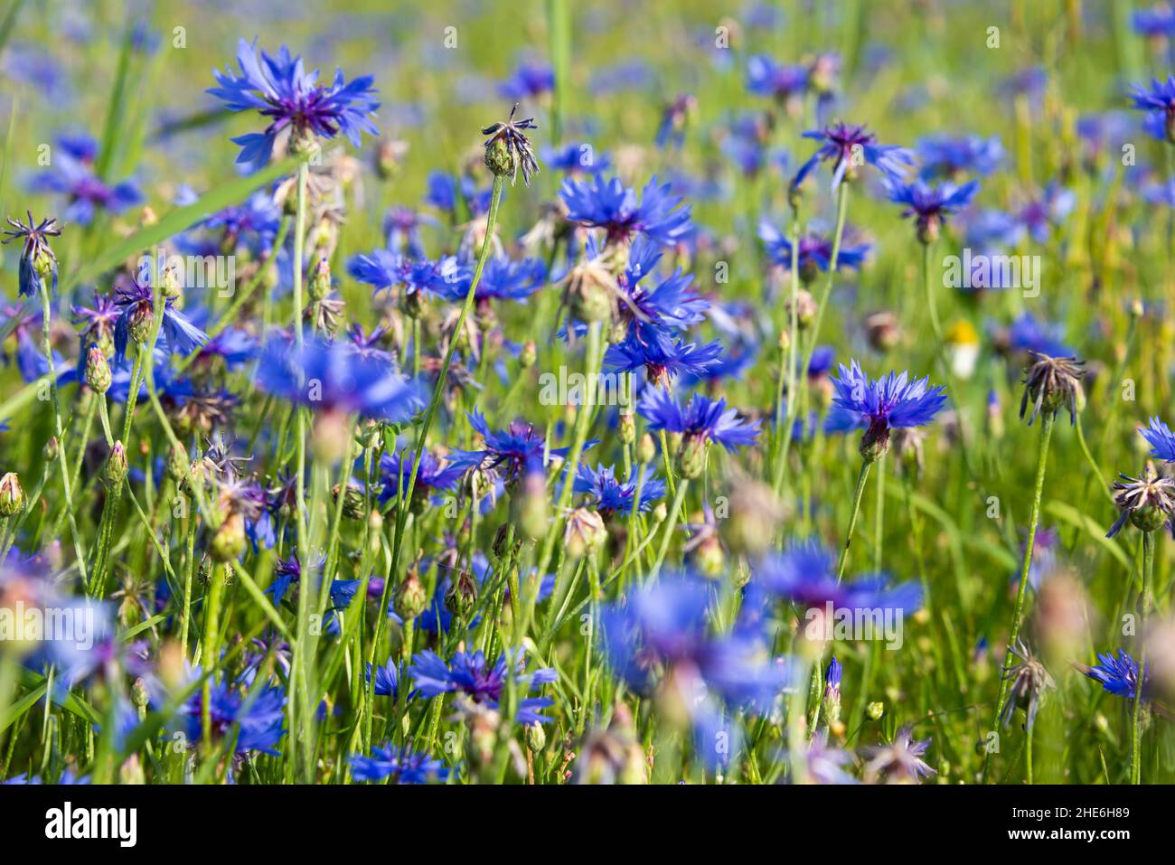 Beautiful bright wild flowers in summer meadow Stock Photo - Alamy