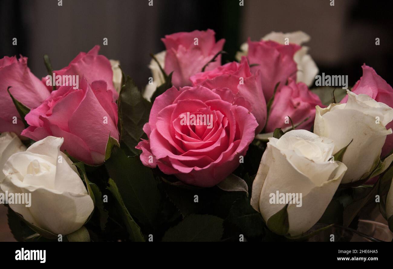 Some Roses standing together, focused at the center Stock Photo - Alamy