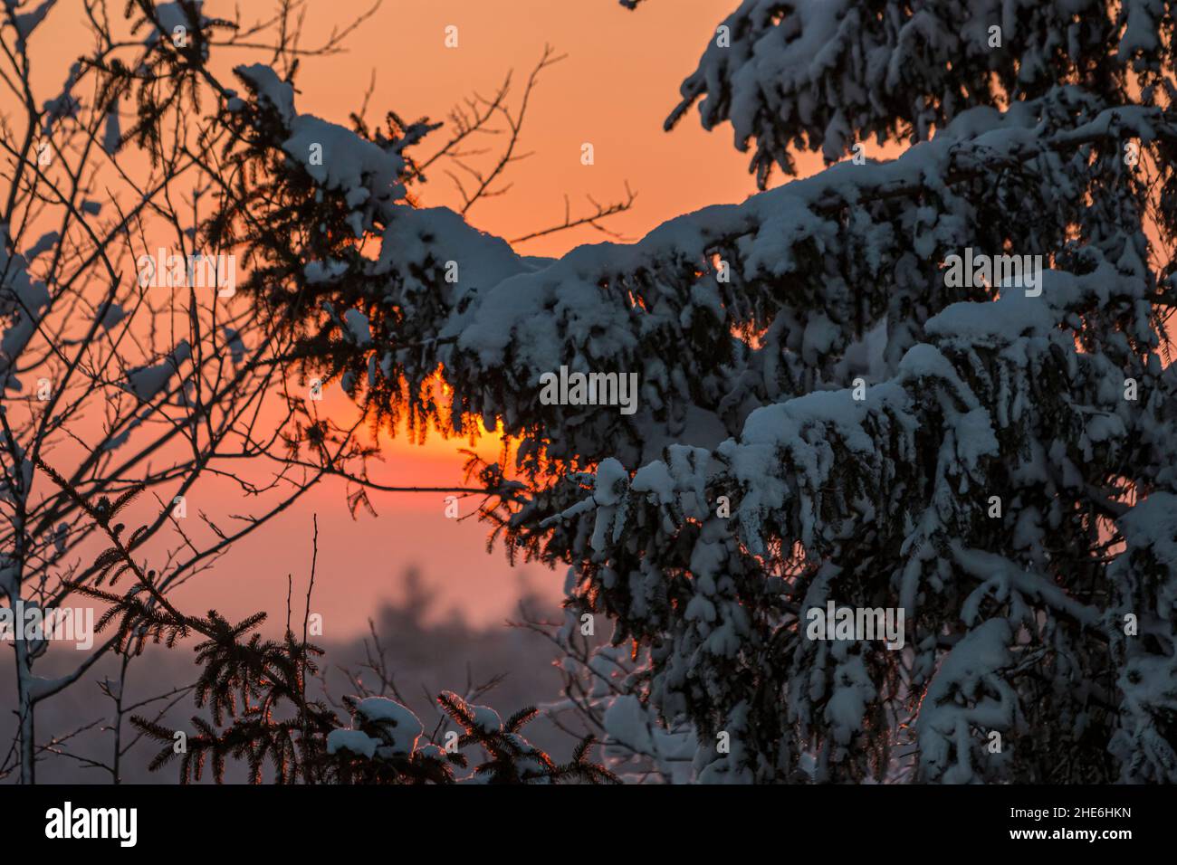 Tree branches covered with heavy snow. Beautiful snowy trees in ...